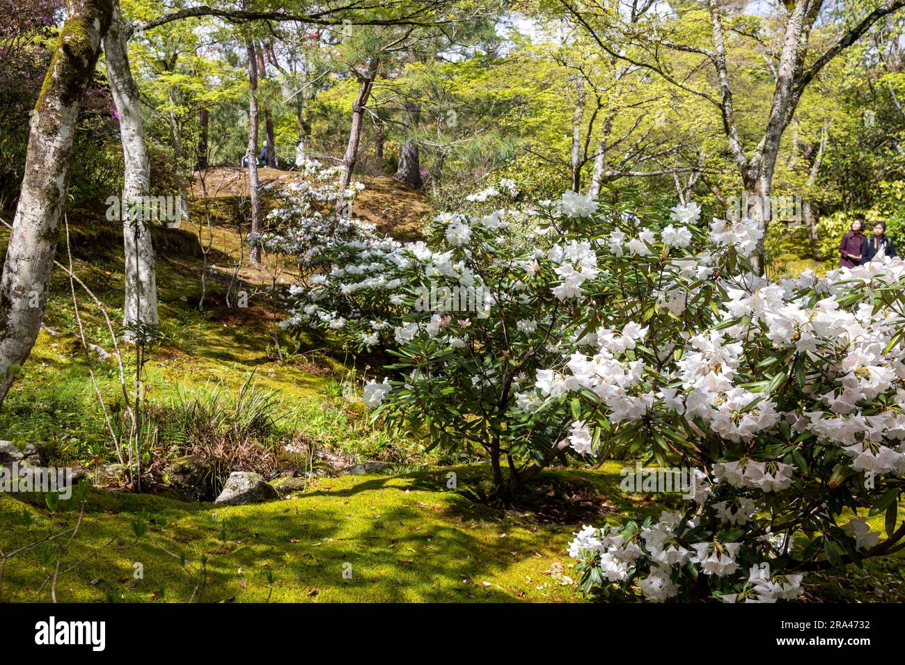 Kyoto, japan, Tenryu-ji Temple gardens in Spring 2023, with azaleas and rhododendrons in spring ...