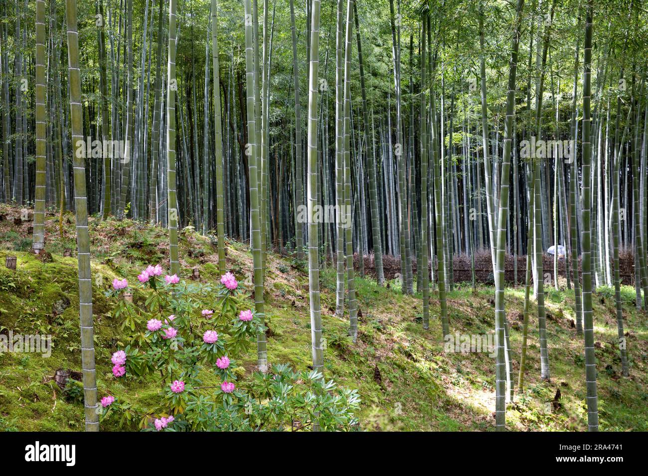 Bamboo Grove and flowering spring plants at Tenryu-ji temple zen garden ...