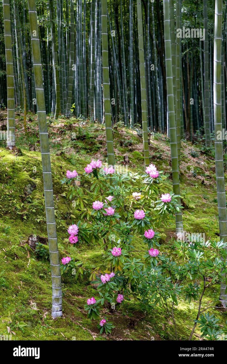 Bamboo Grove and flowering spring plants at Tenryu-ji temple zen garden ...