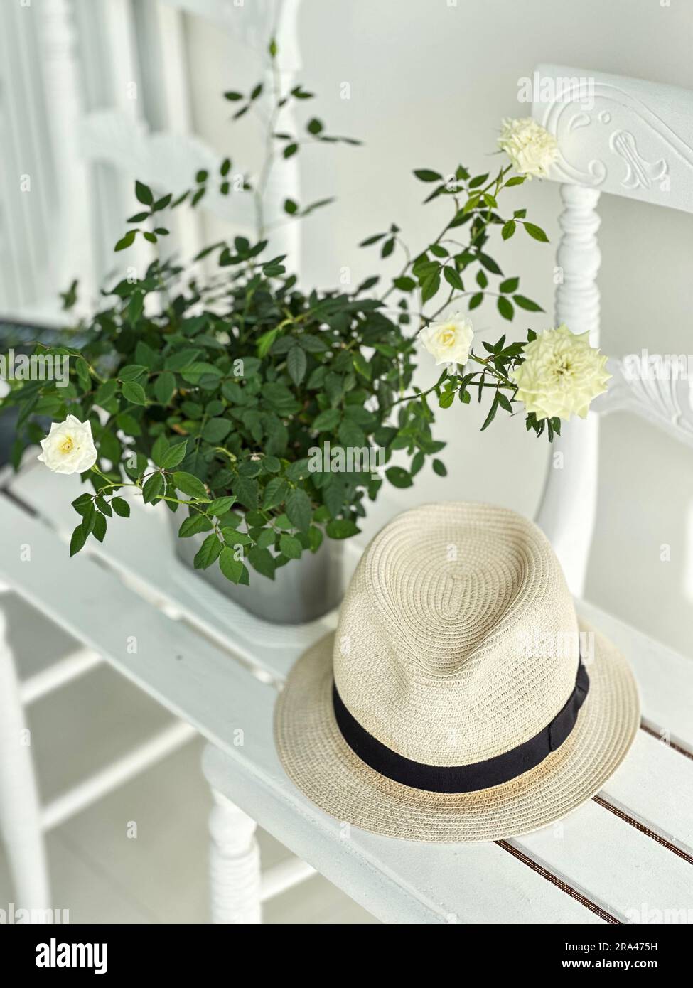 Straw hat on a white bench seat with miniature rose bush in a modern ...