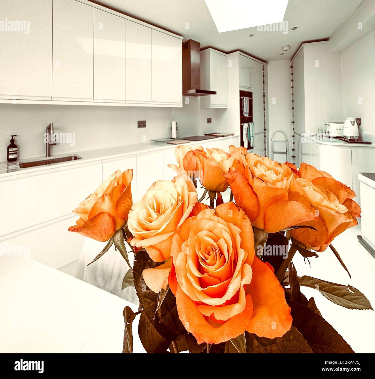 Bunch of orange coloured Tea Roses set in a modern, contemporary white ...