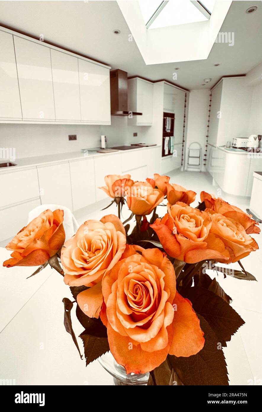 Bunch of orange coloured Tea Roses set in a modern, contemporary white ...
