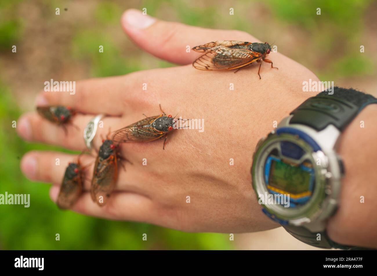 Cicadas crowd a bush as they begin their invasion of Southern Indiana ...