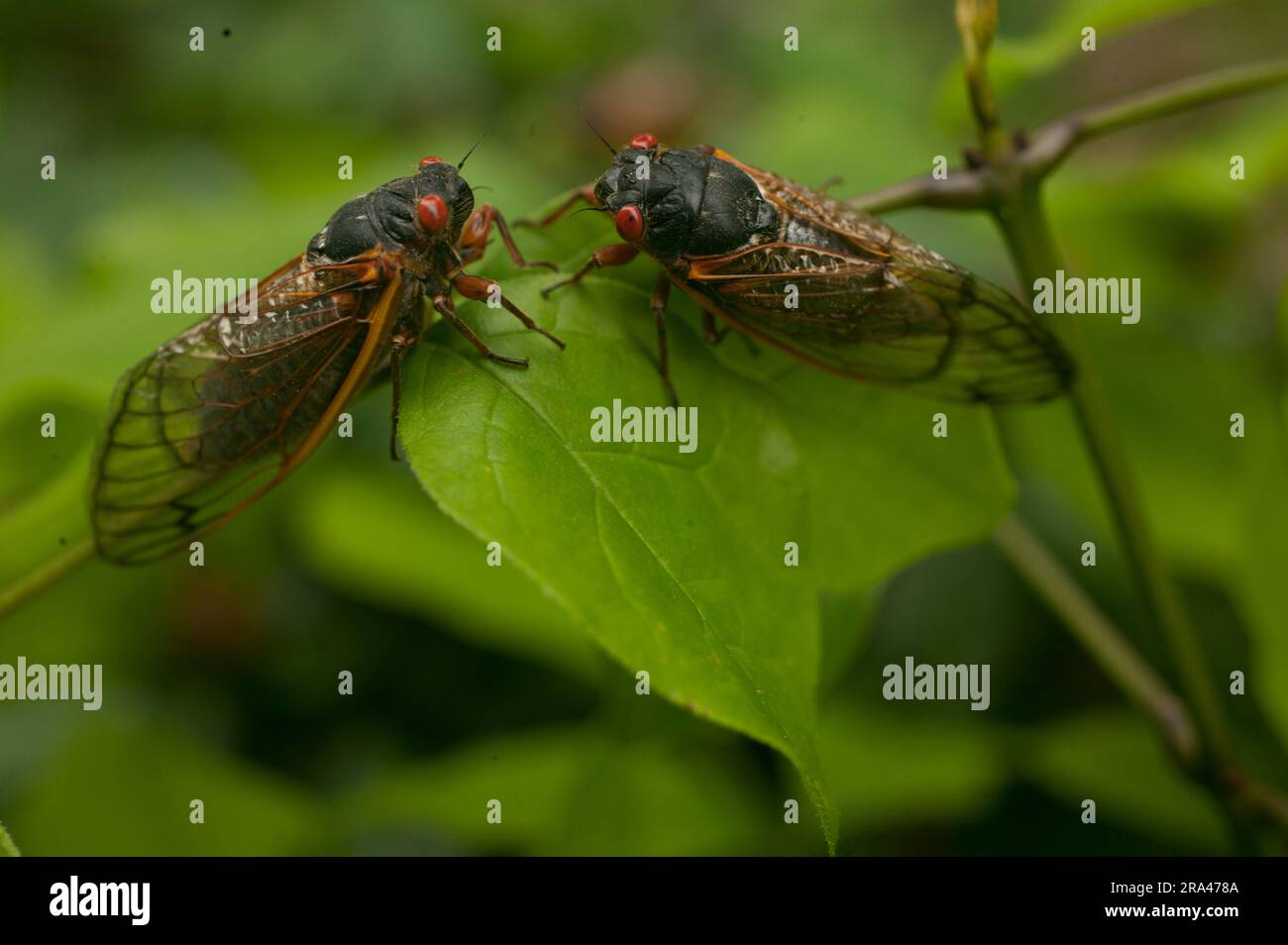 Cicadas crowd a bush as they begin their invasion of Southern Indiana ...