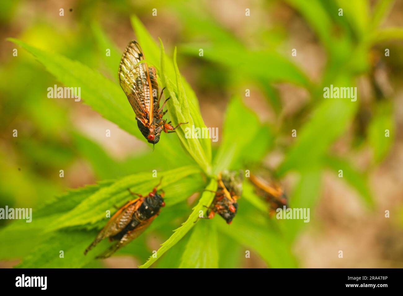 Cicadas crowd a bush as they begin their invasion of Southern Indiana ...