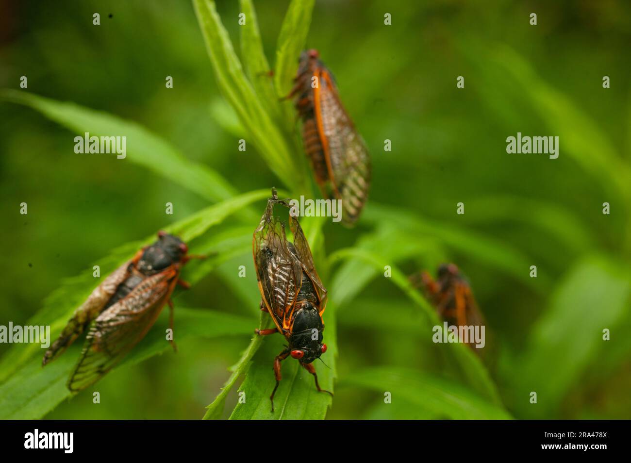 Cicadas crowd a bush as they begin their invasion of Southern Indiana ...