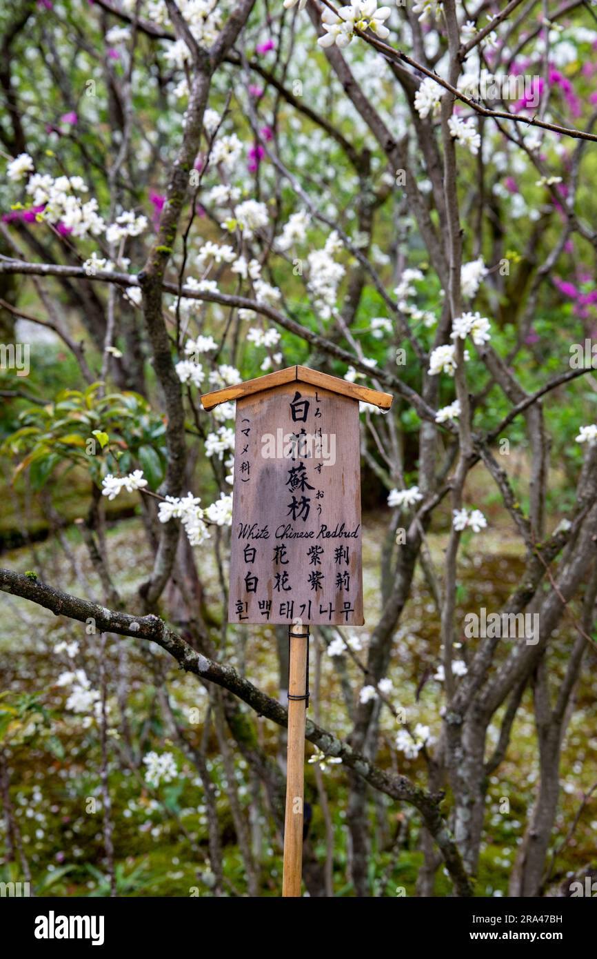 Kyoto, japan, Tenryu-ji Temple gardens in Spring 2023, with twhite ...