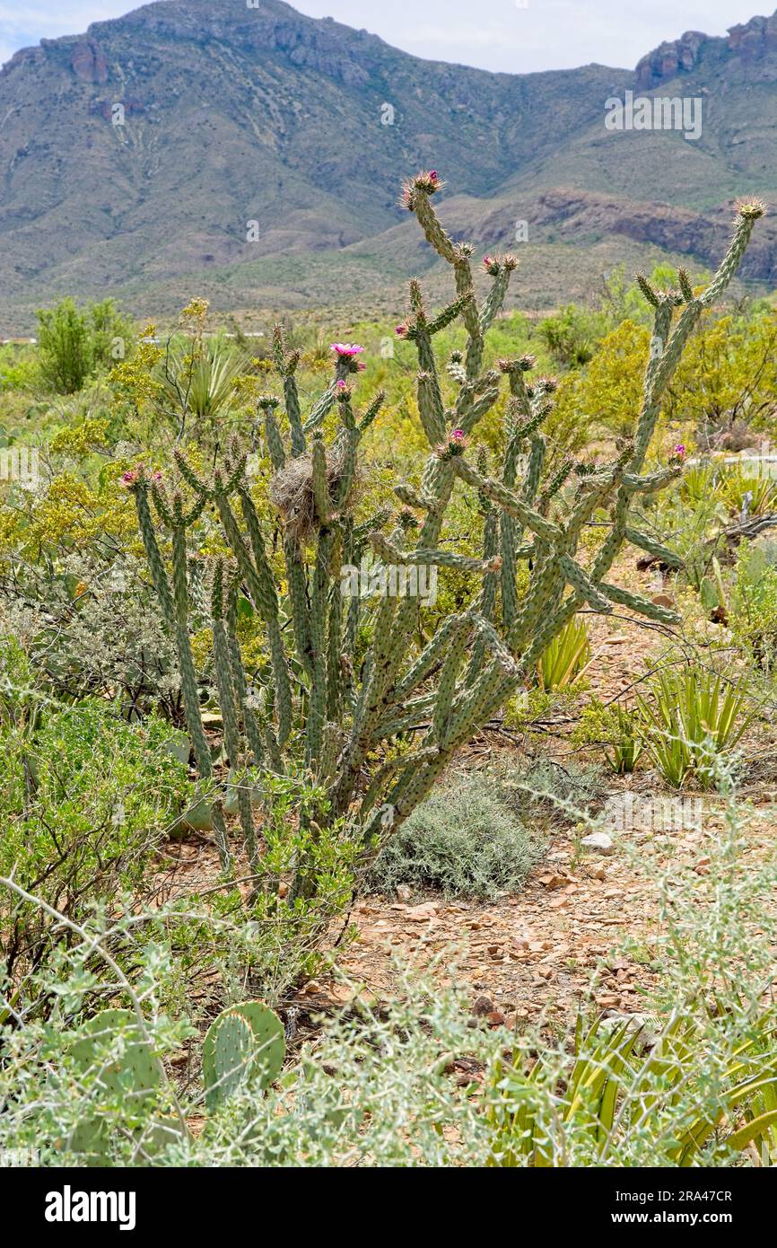 Ocotillo in bloom with Chisos mountains in background in Big Bend ...