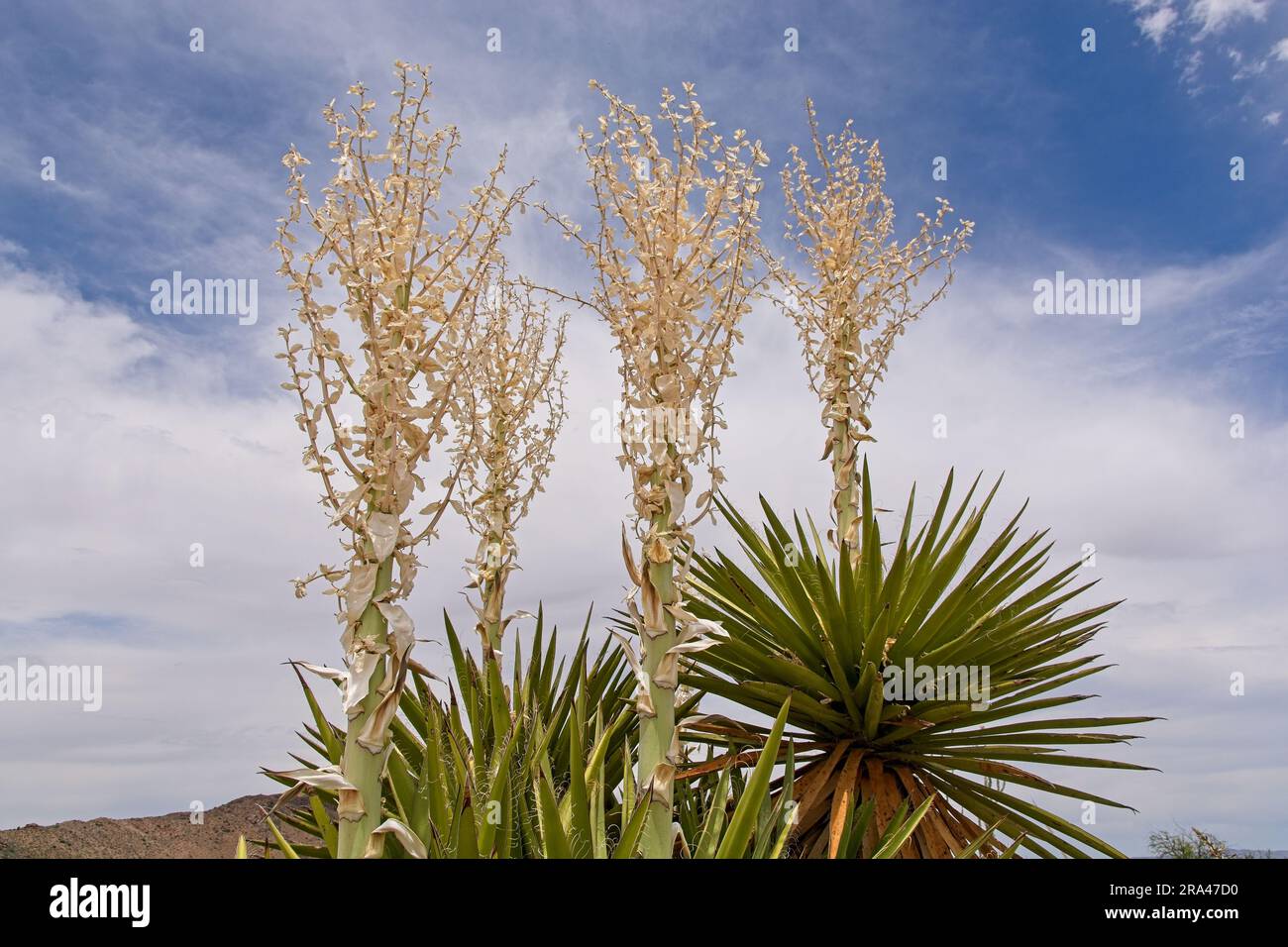 Tall stalk of yucca plants stand against cloud swept sky in Chihuahuan ...