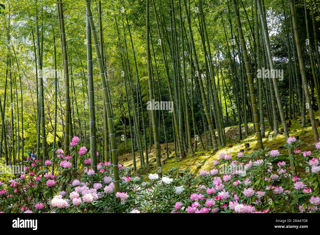 Gardens at Tenryu-Ji temple Kyoto,2023, garden plants back onto Bamboo ...