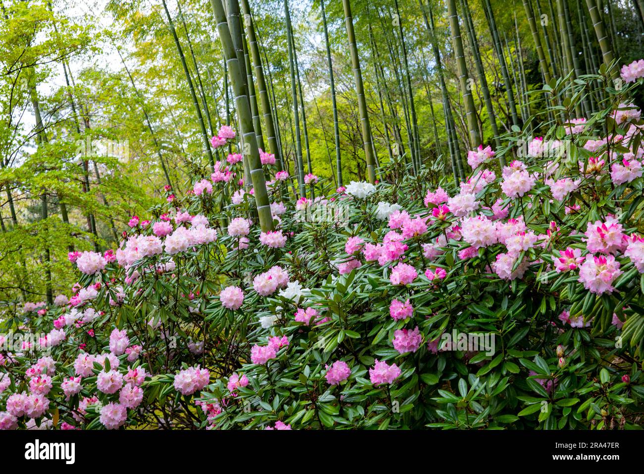 Gardens at Tenryu-Ji temple Kyoto,2023, garden plants back onto Bamboo ...
