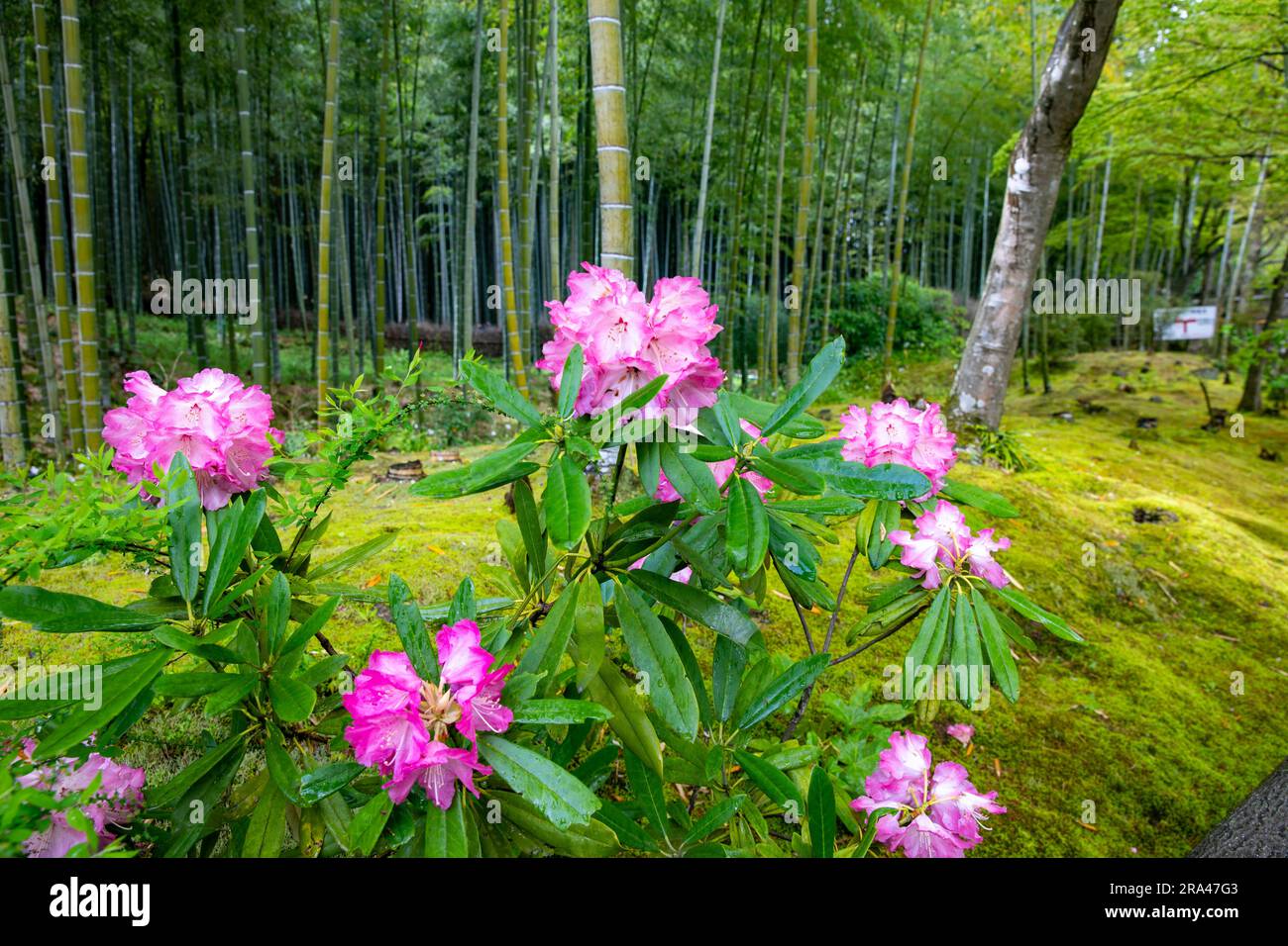 Gardens at Tenryu-Ji temple Kyoto,2023, garden plants back onto Bamboo ...