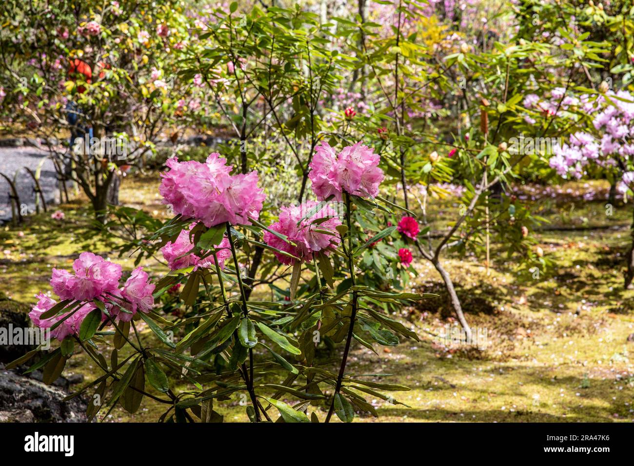 Kyoto, japan, Tenryu-ji Temple gardens in Spring 2023, with azaleas and rhododendrons in spring ...
