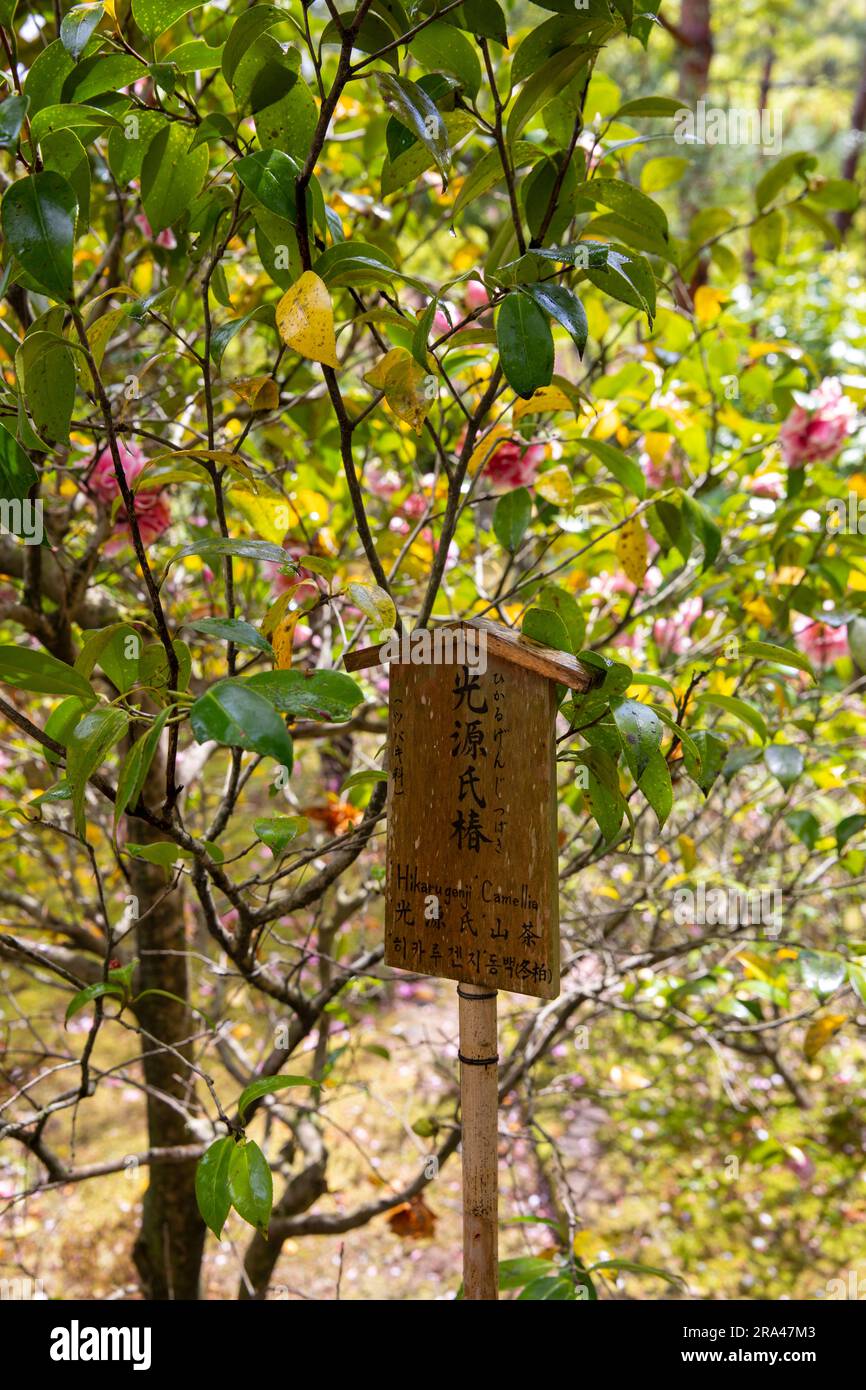 Kyoto, japan, Tenryu-ji Temple gardens in Spring 2023, with azaleas and ...