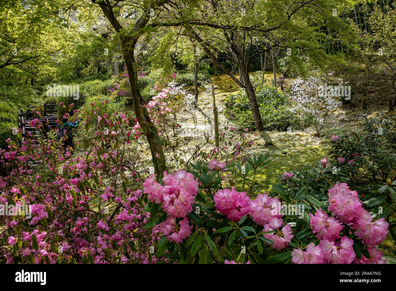 Kyoto, japan, Tenryu-ji Temple gardens in Spring 2023, with azaleas and rhododendrons in spring ...