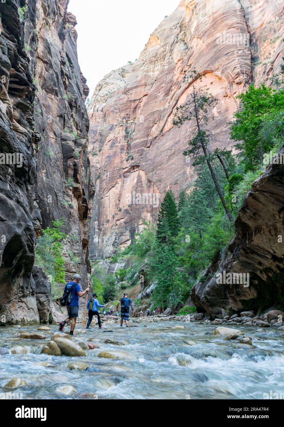 Hiking The Narrows in the Virgin River in Zion National Park Stock ...