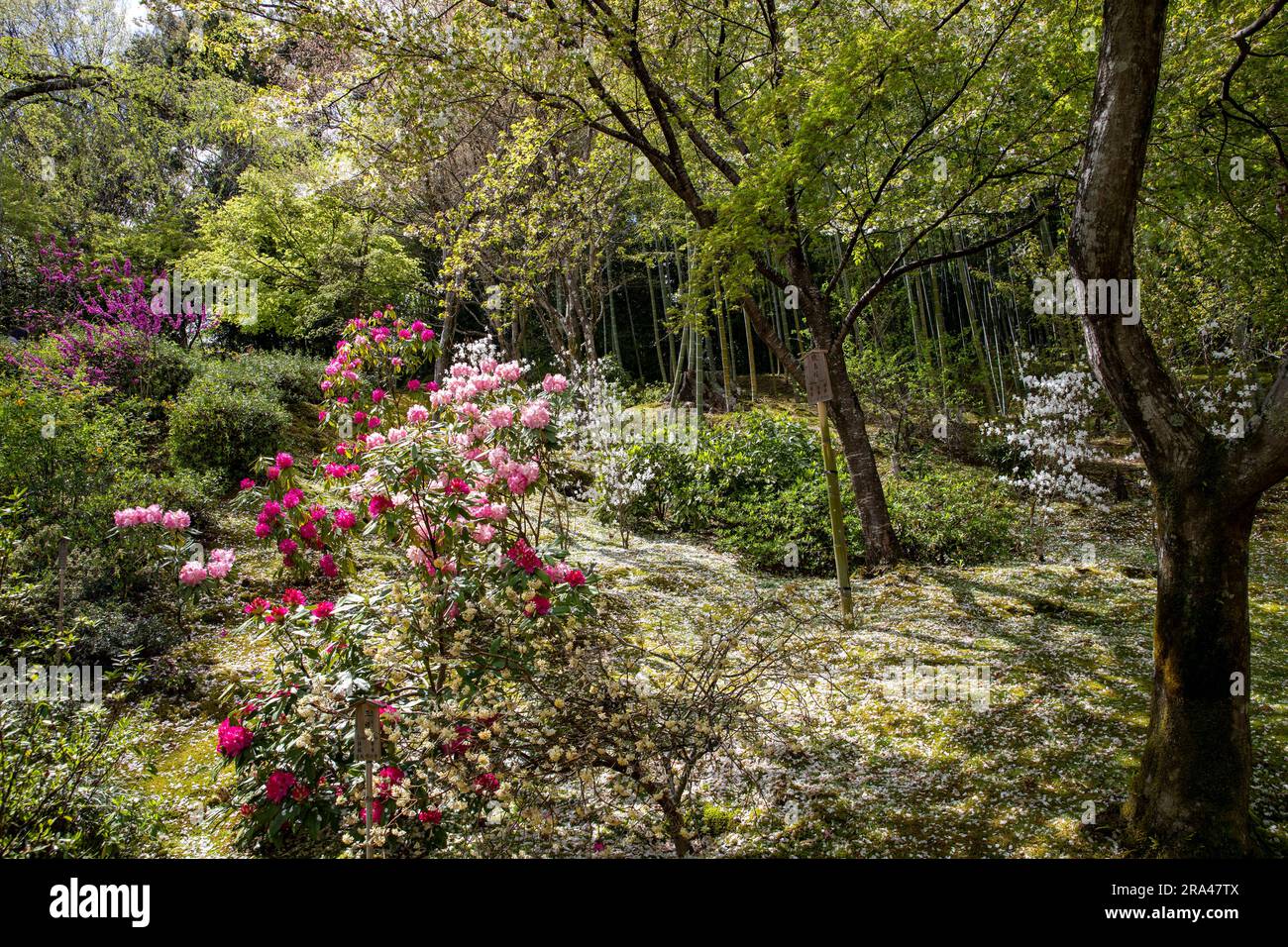 Kyoto, japan, Tenryu-ji Temple gardens in Spring 2023, with azaleas and rhododendrons in spring ...