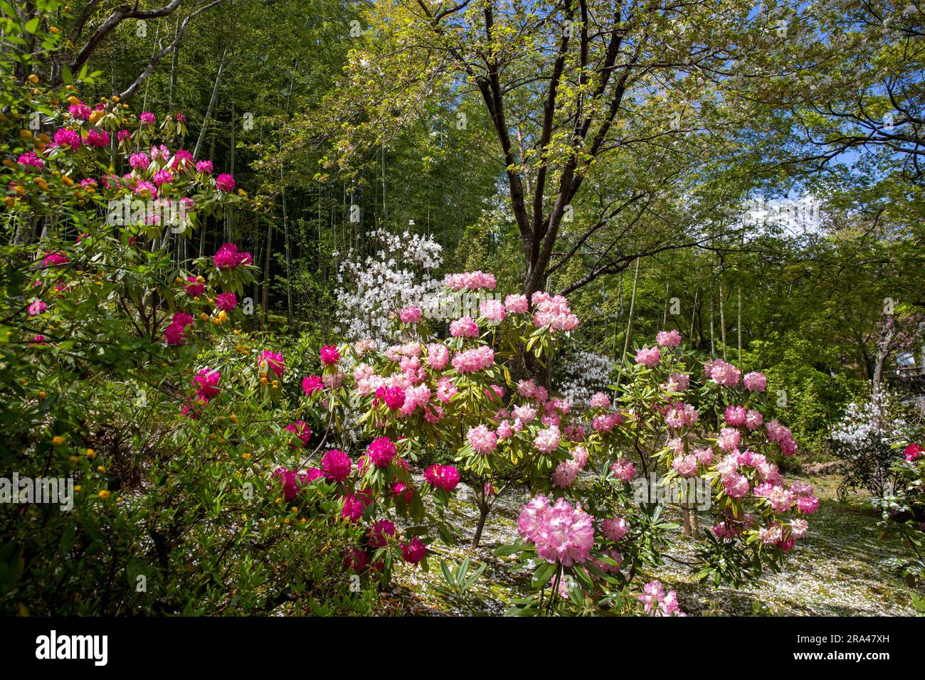 Kyoto, japan, Tenryu-ji Temple gardens in Spring 2023, with azaleas and rhododendrons in spring ...
