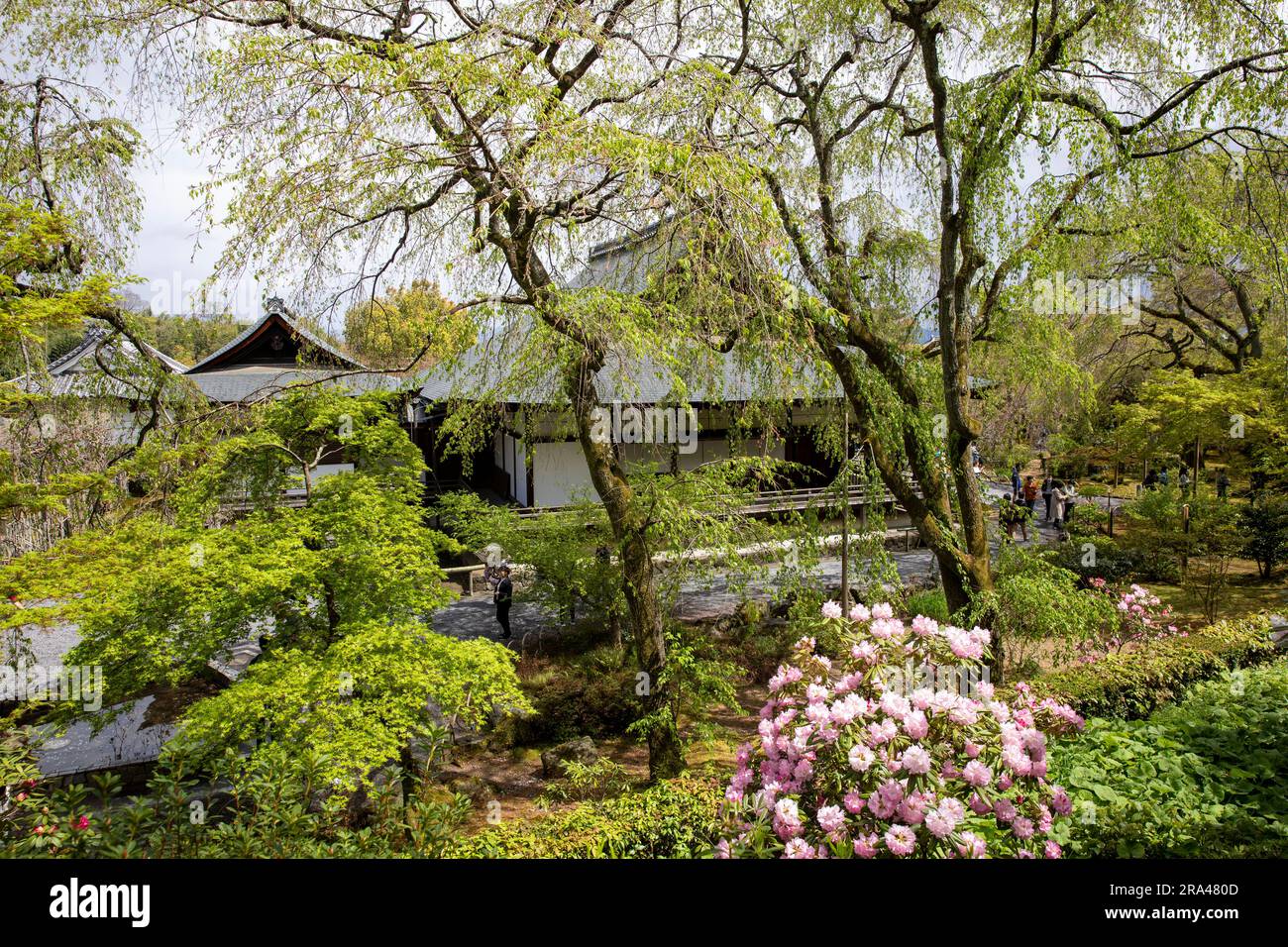Kyoto, japan, Tenryu-ji Temple gardens in Spring 2023, with azaleas and rhododendrons in spring ...