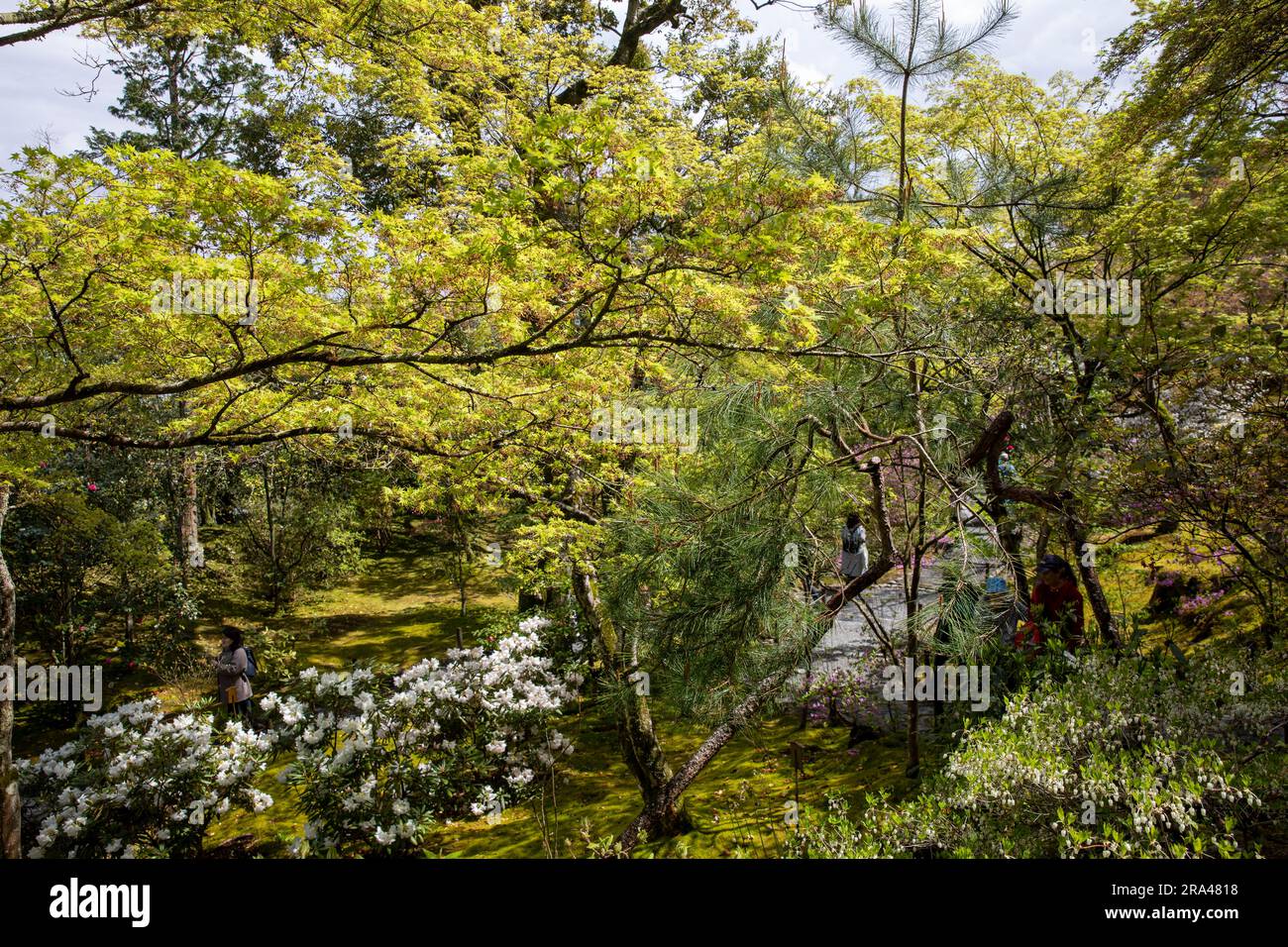 Kyoto, japan, Tenryu-ji Temple gardens in Spring 2023, with azaleas and rhododendrons in spring ...