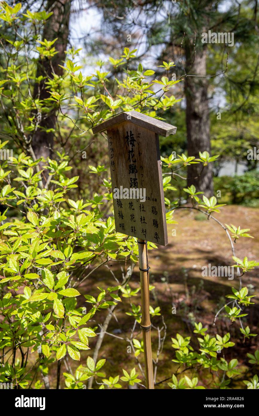 Kyoto, japan, Tenryu-ji Temple gardens in Spring 2023, with azaleas and ...