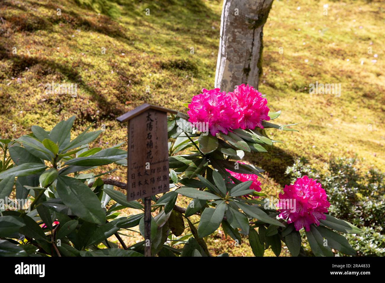 Kyoto, japan, Tenryu-ji Temple gardens in Spring 2023, with azaleas and rhododendrons in spring ...