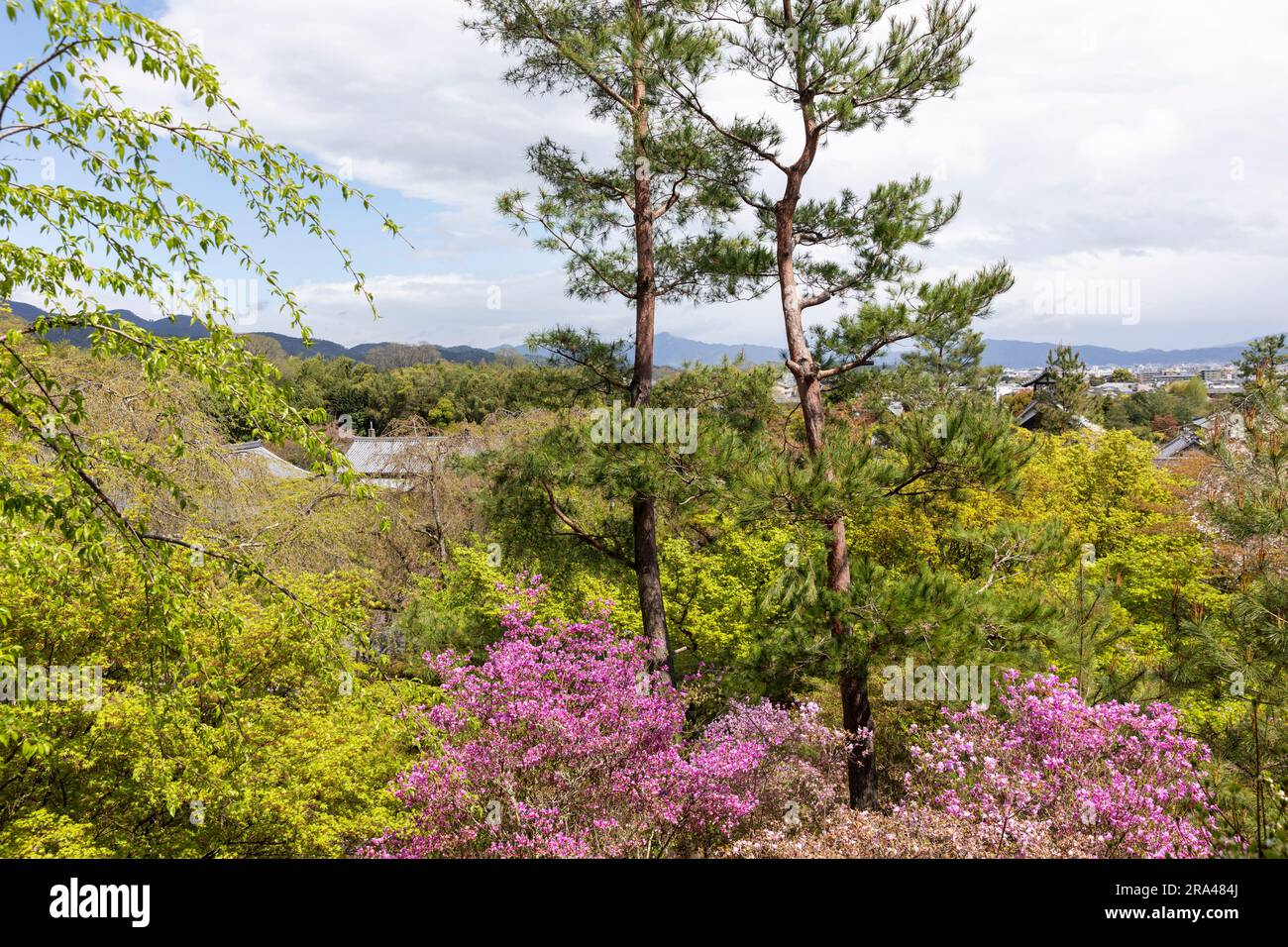 Kyoto, japan, Tenryu-ji Temple gardens in Spring 2023, with azaleas and rhododendrons in spring ...