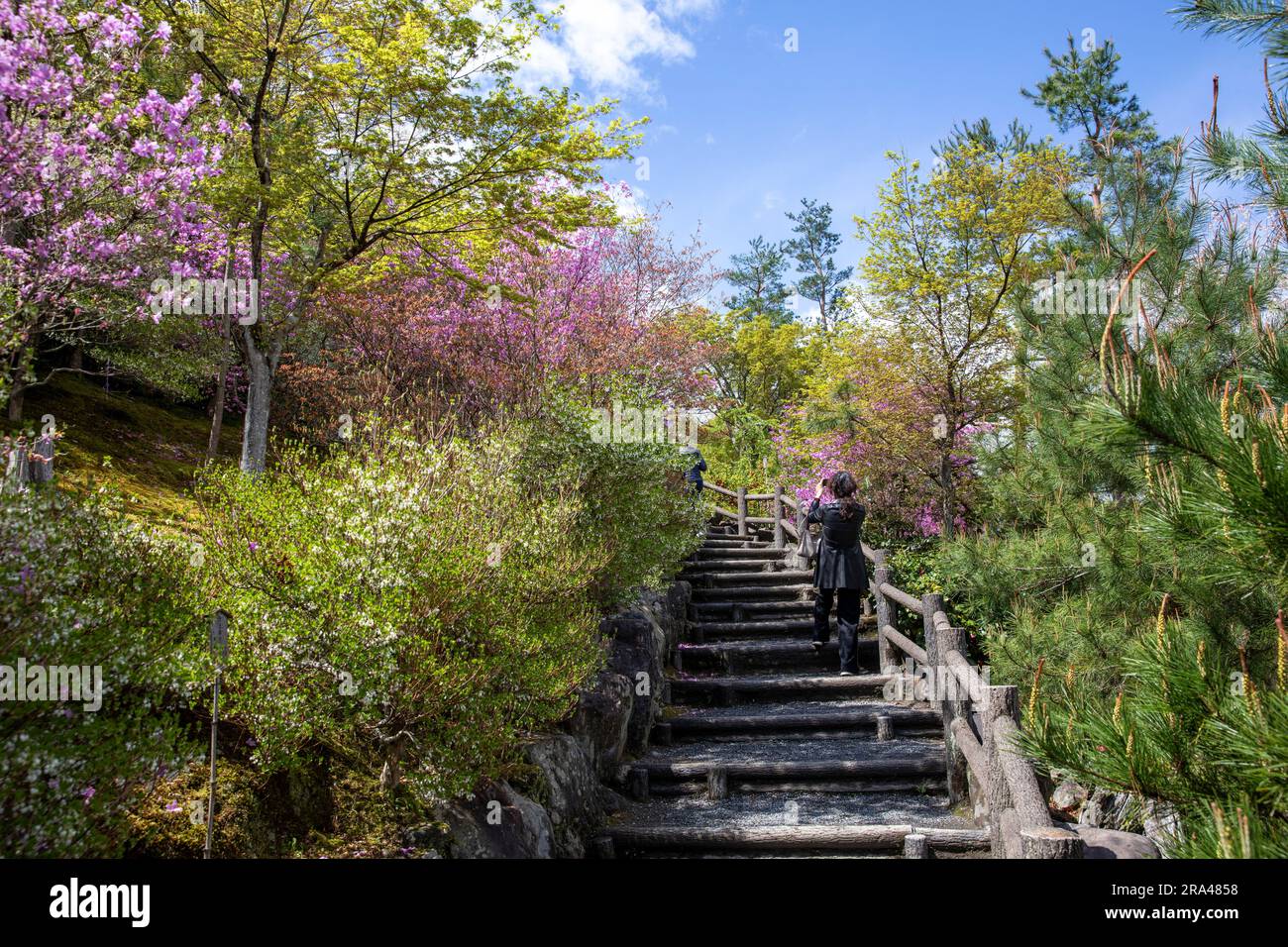 Kyoto, japan, Tenryu-ji Temple gardens in Spring 2023, with azaleas and rhododendrons in spring ...
