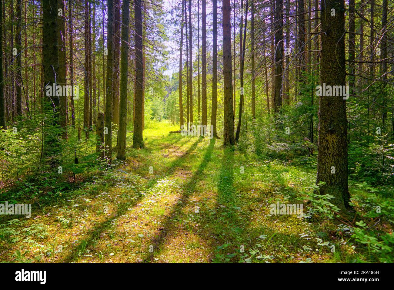 Summer landscape of green coniferous forest with narrow trail passing ...