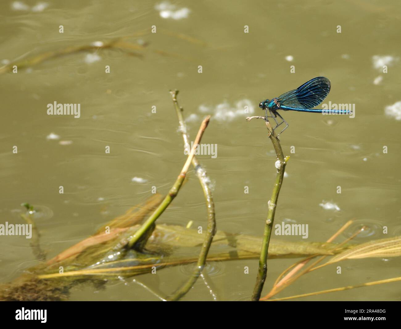 Insect dragonfly on the river Stock Photo - Alamy