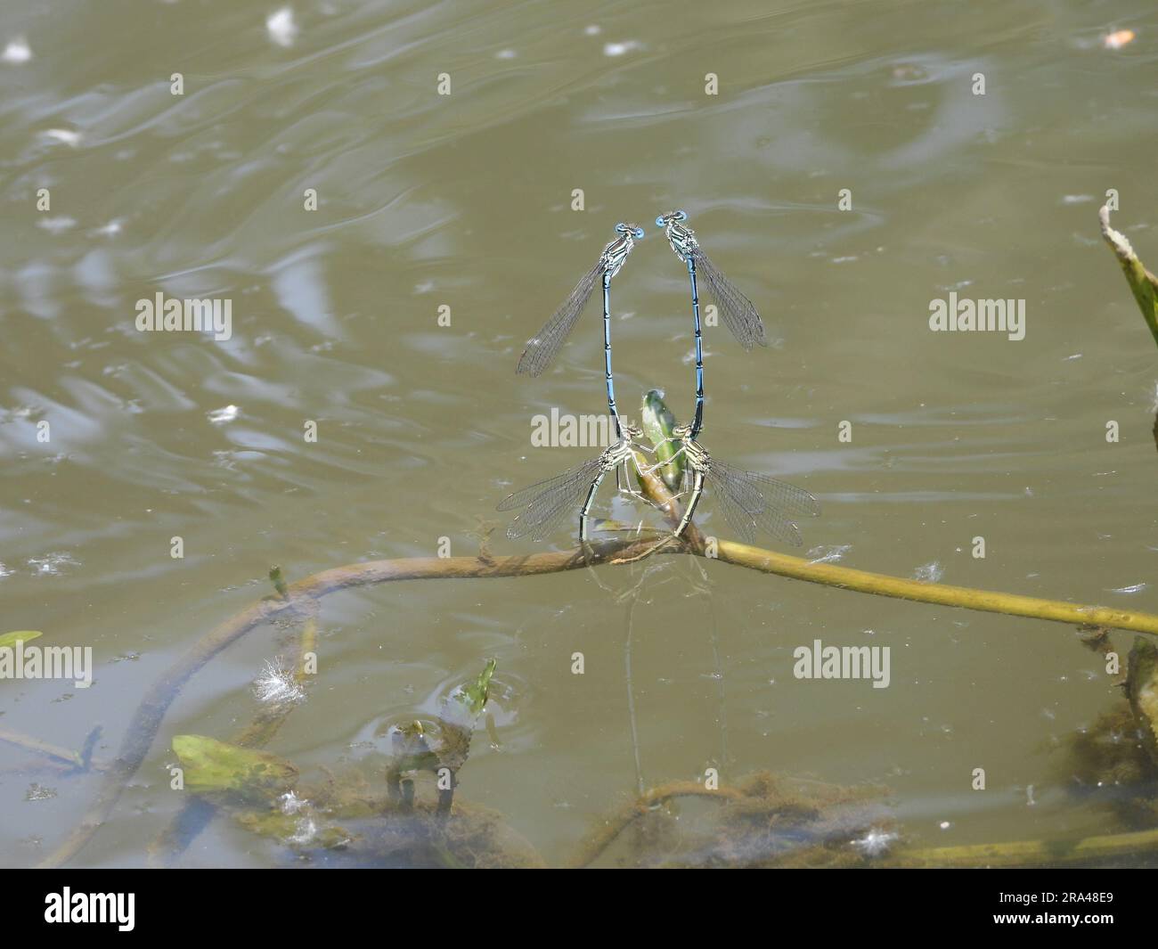 Insect dragonfly on the river Stock Photo - Alamy