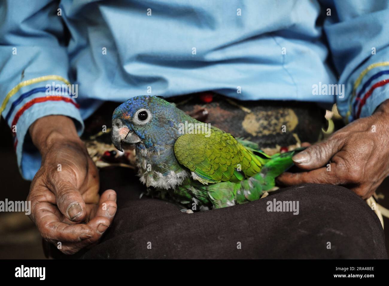 Woman with parakeet hi-res stock photography and images - Alamy