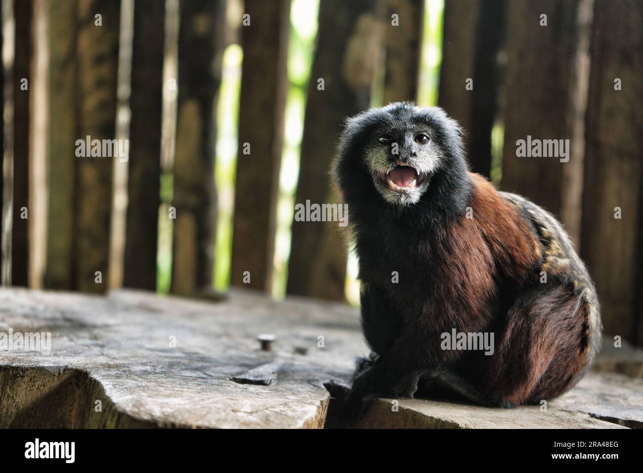 Amazonian community hi-res stock photography and images - Alamy