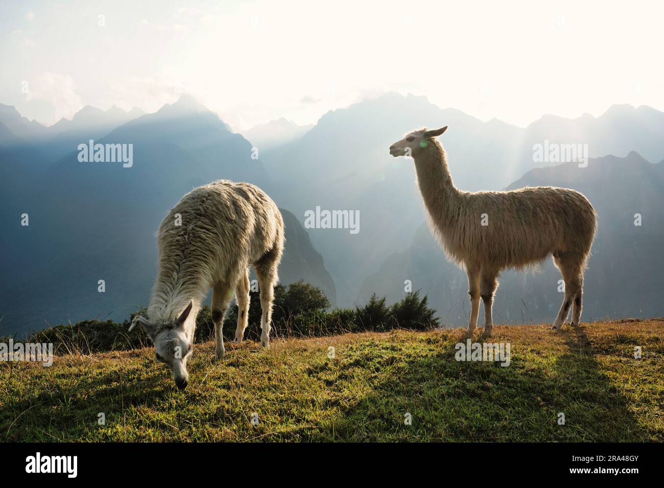 Llamas lama machu picchu hi-res stock photography and images - Alamy