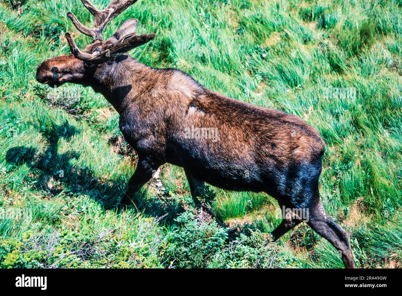 Aerial image of a moose, Newfoundland, Canada Stock Photo - Alamy