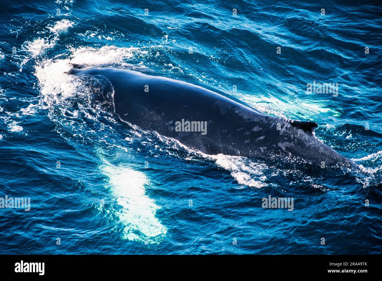 Aerial image of Humpback whale, Newfoundland, Canada Stock Photo - Alamy