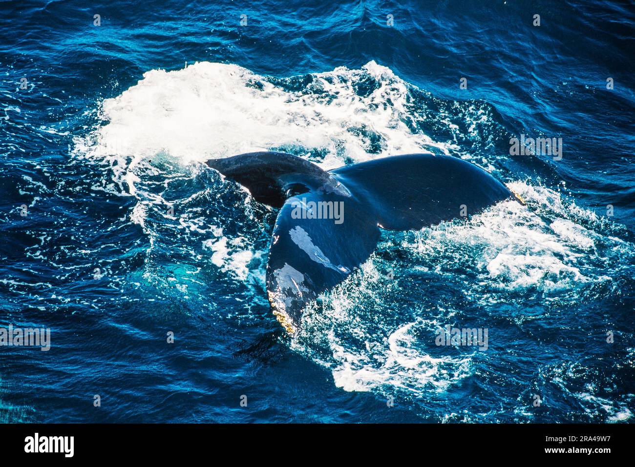 Aerial image of Humpback whale, Newfoundland, Canada Stock Photo - Alamy