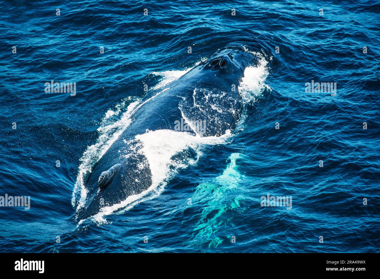 Humpback whale head above hi-res stock photography and images - Alamy