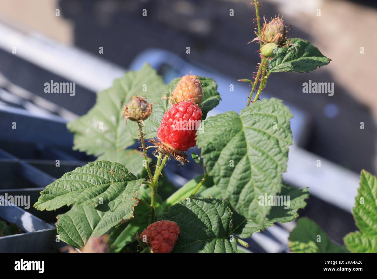 Raspberries growing in pot hi-res stock photography and images - Alamy