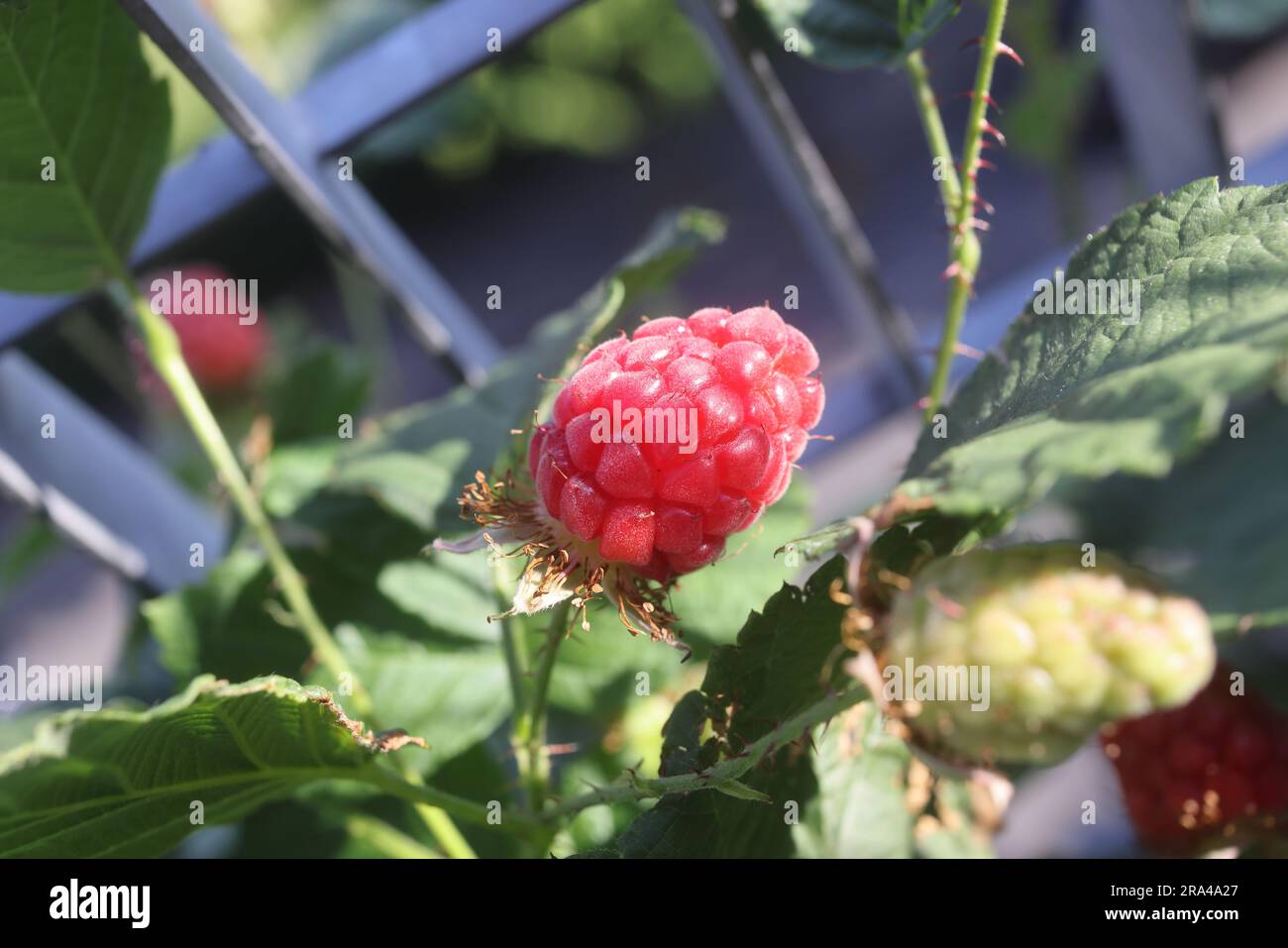 Fruit containers home hi-res stock photography and images - Alamy