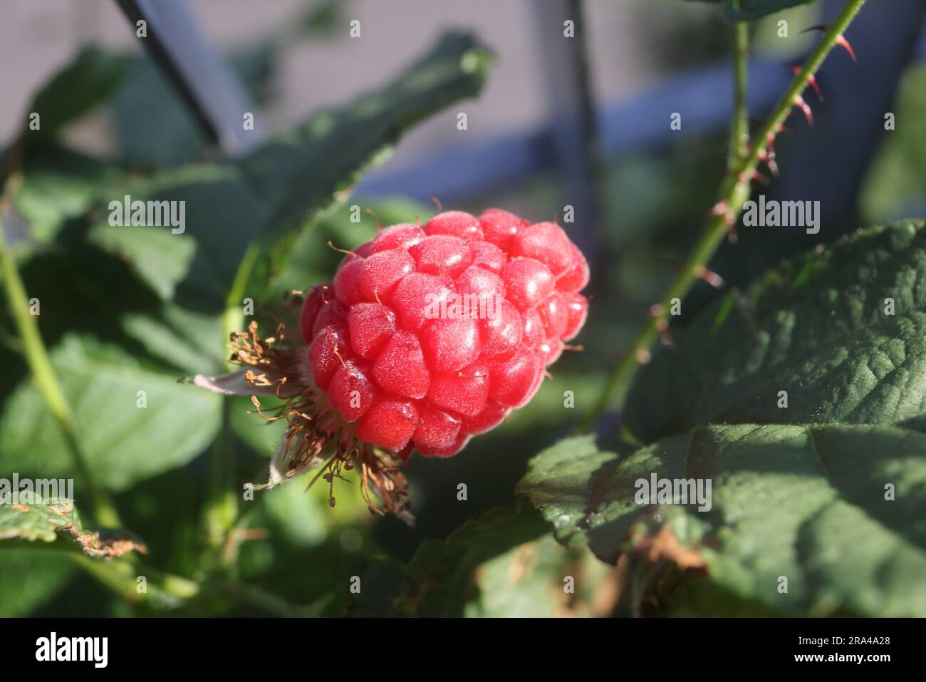 Raspberries growing in a container pot on a London balcony, UK Stock ...