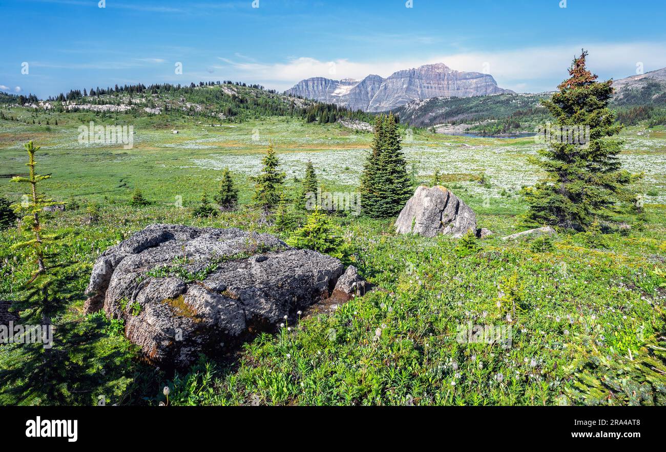 Boulders and trees on Sunshine Meadows at Mount Assiniboine Provincial ...