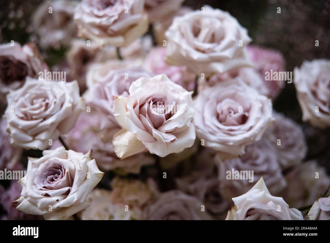 Beautiful blush flower arrangements of bouquet wedding featuring roses ...
