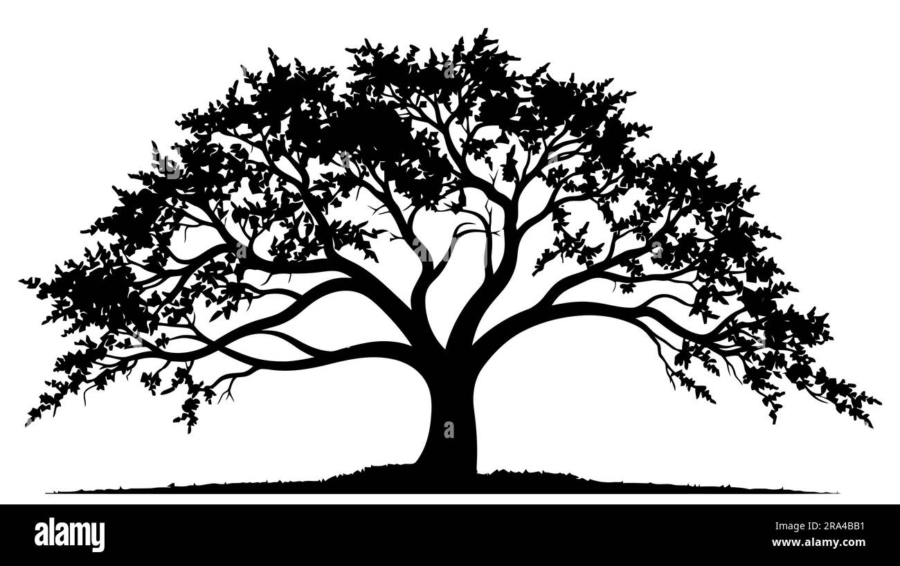 Black tree silhouette isolated on white background. Vector illsutration ...