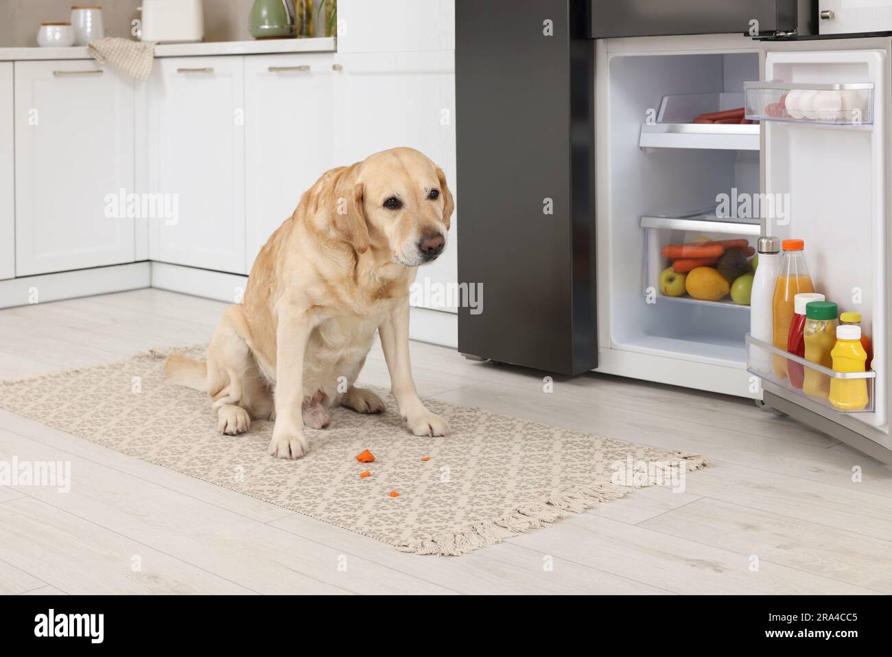 Cute Labrador Retriever eating carrot near refrigerator in kitchen ...