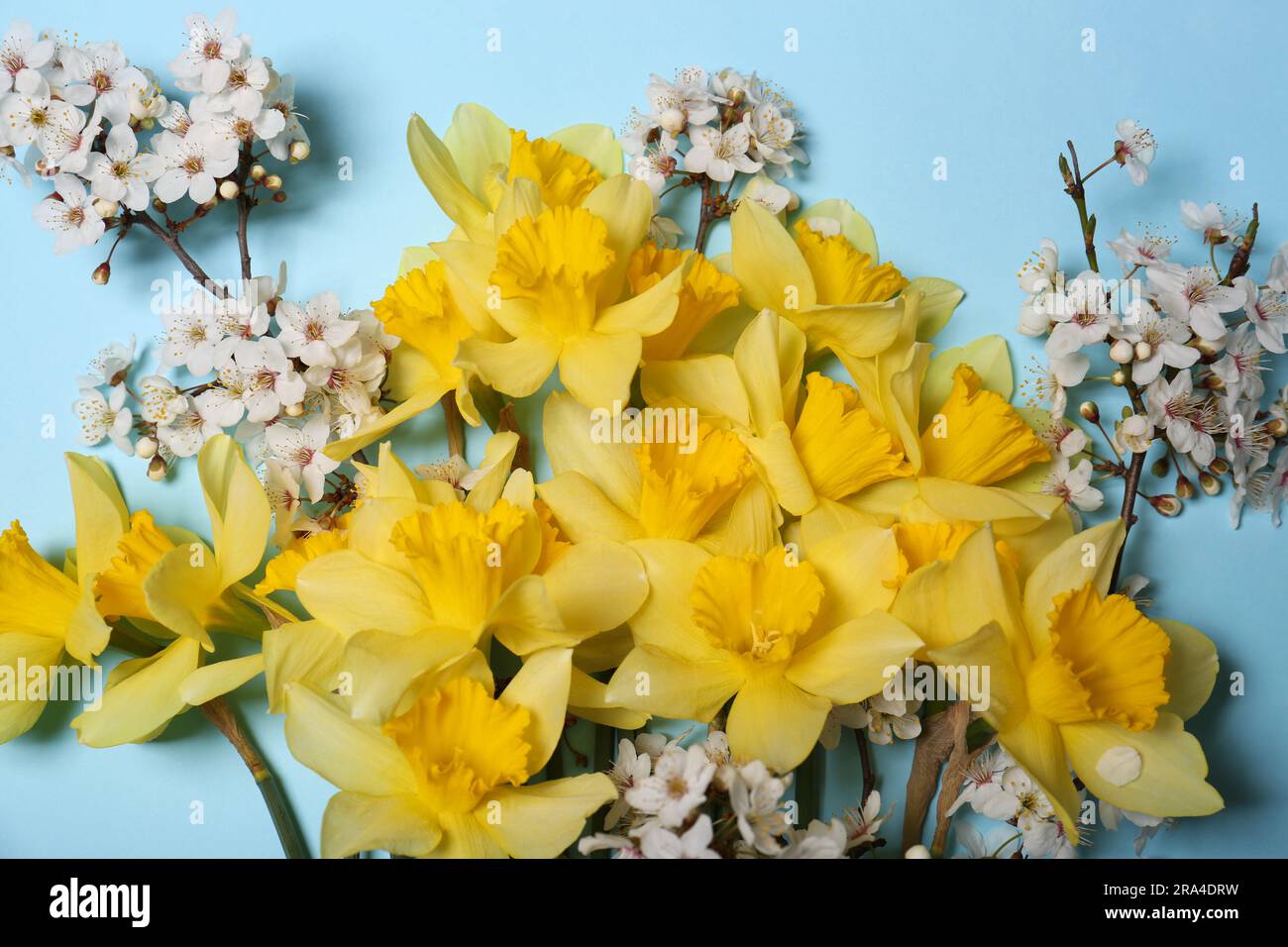 Beautiful yellow daffodils and cherry blossom on light blue background, flat lay Stock Photo - Alamy