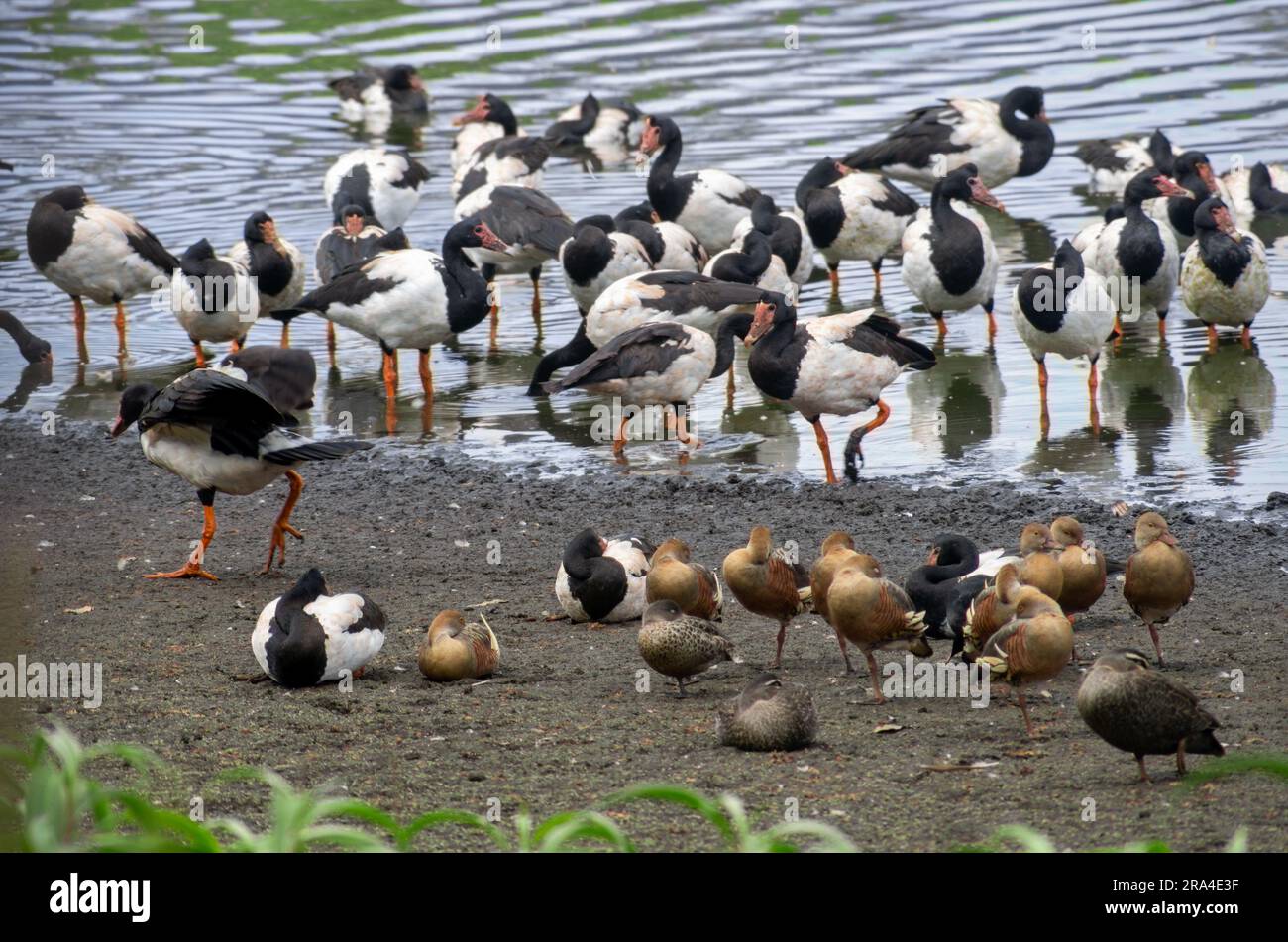 Mangrove swamp northern queensland australia hi-res stock photography ...