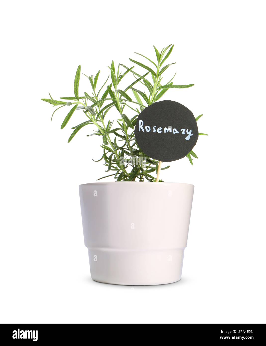 Green rosemary with tag in pot isolated on white Stock Photo - Alamy
