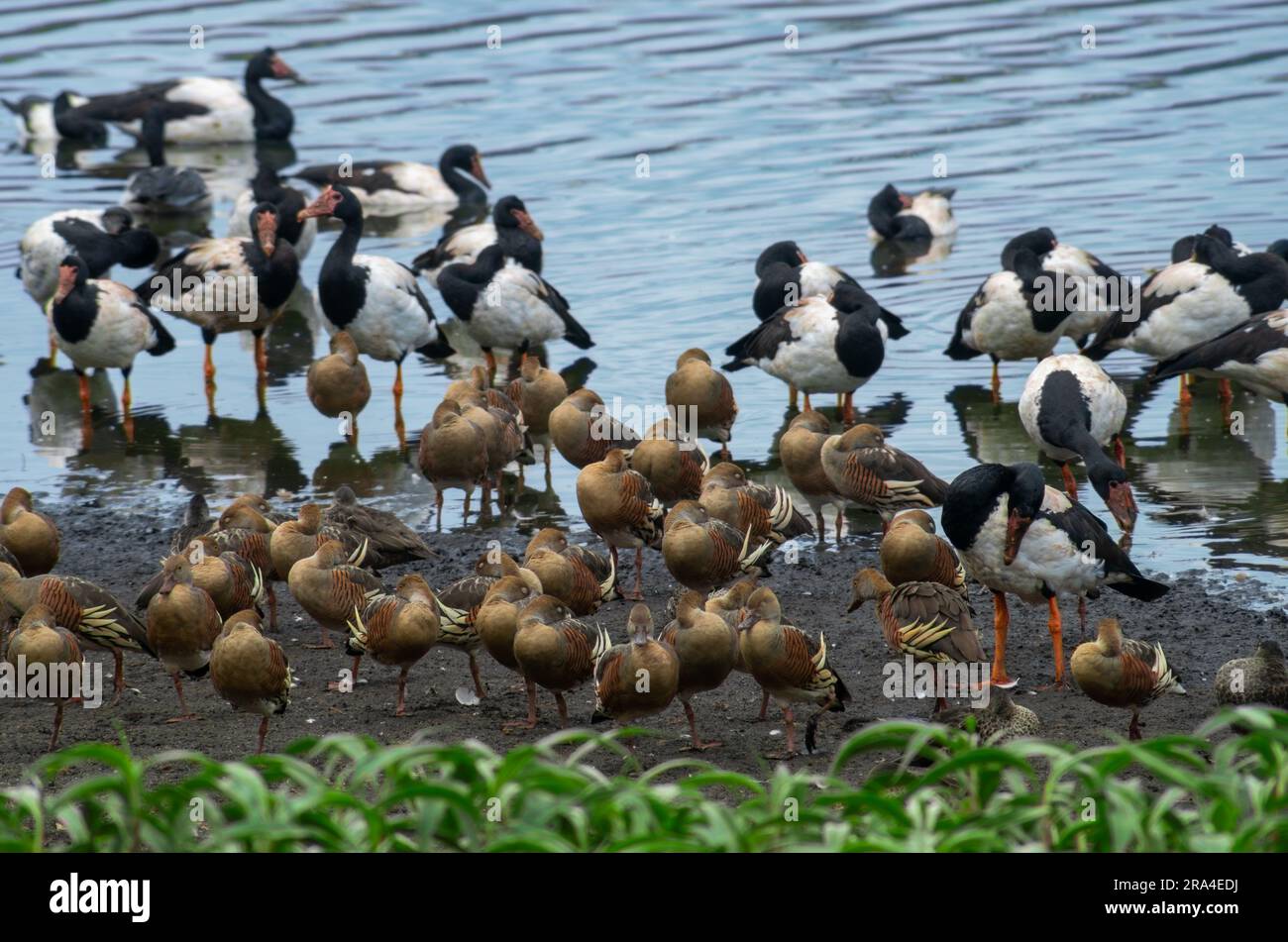 Mangrove swamp northern queensland australia hi-res stock photography ...