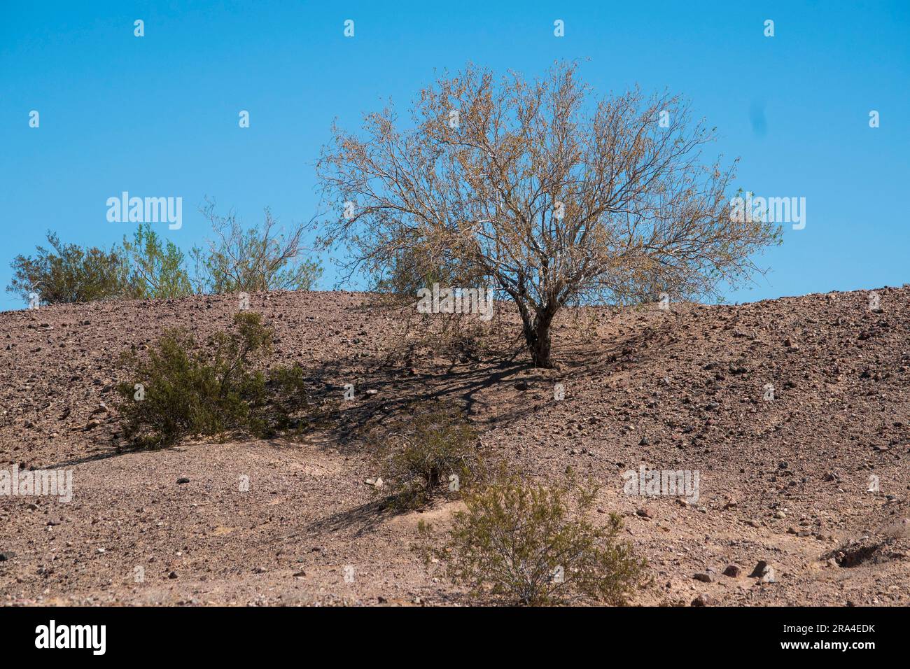 California State Route 78 runs through Buzzards Peak Wilderness in ...